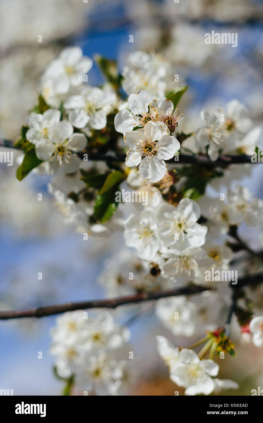 Spring flowers bloom on tree Stock Photo - Alamy