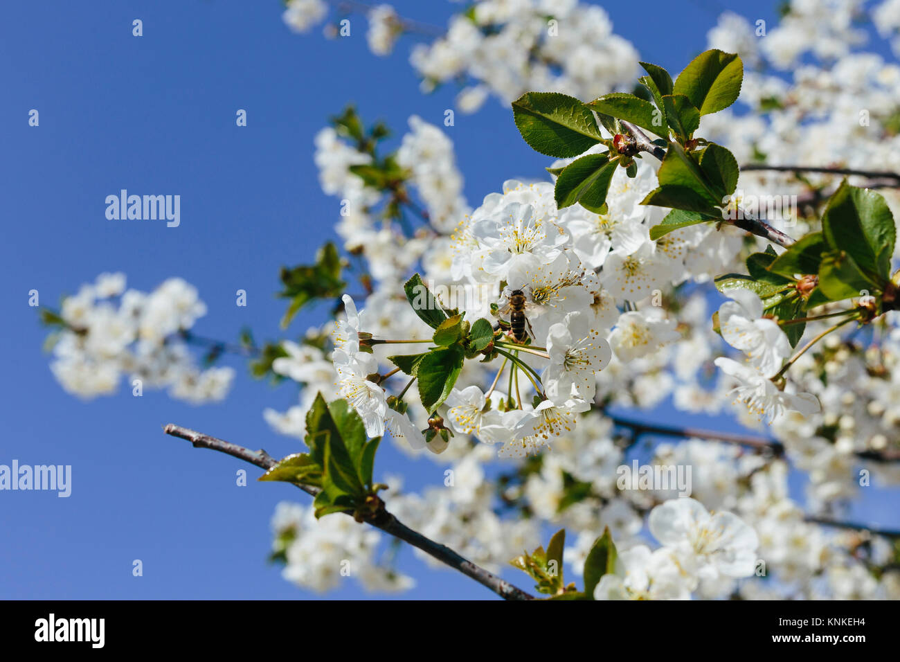 Spring flowers bloom on tree Stock Photo - Alamy