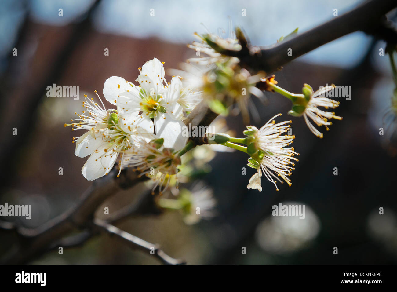 Bloom on tree hi-res stock photography and images - Alamy