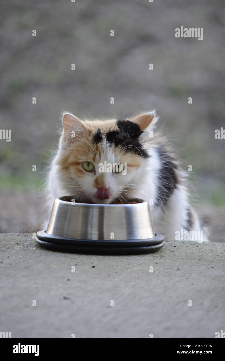 Calico cat licking lips while eating from a cat bowl Stock Photo - Alamy
