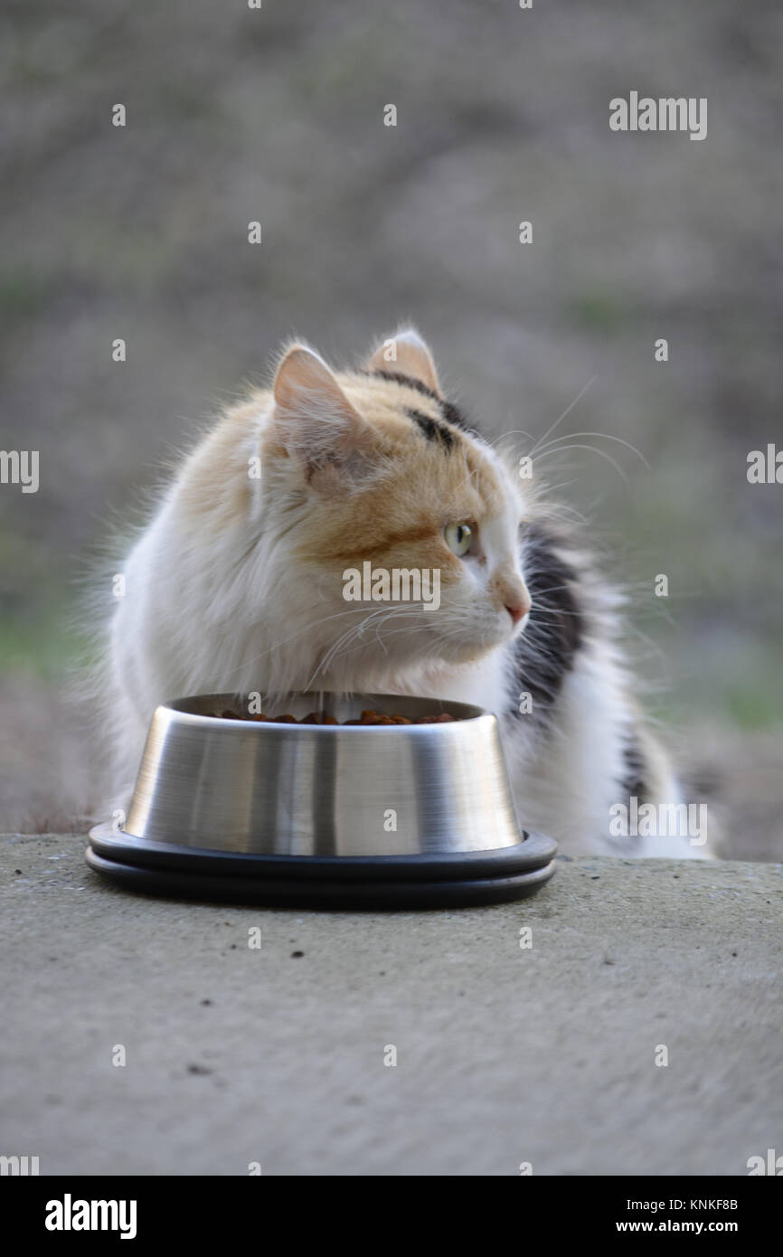 Beautiful calico cat eating from a cat bowl Stock Photo - Alamy