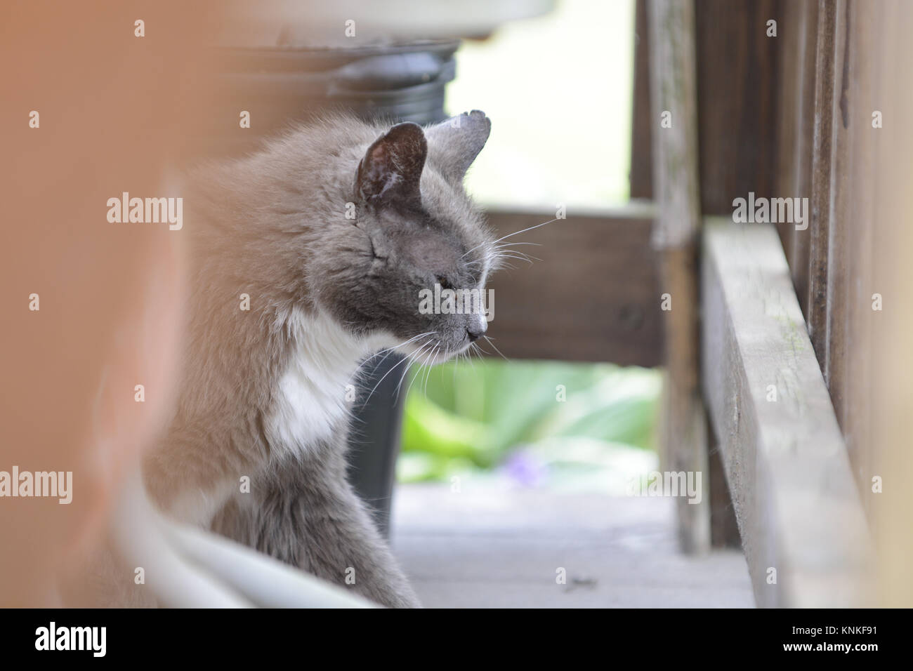 Profile view of gray and white cat named Max Stock Photo - Alamy