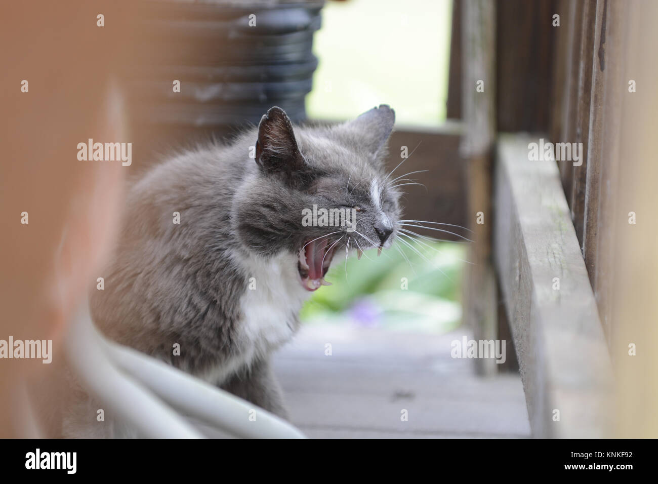 Profile view of Max the cat yawning Stock Photo - Alamy
