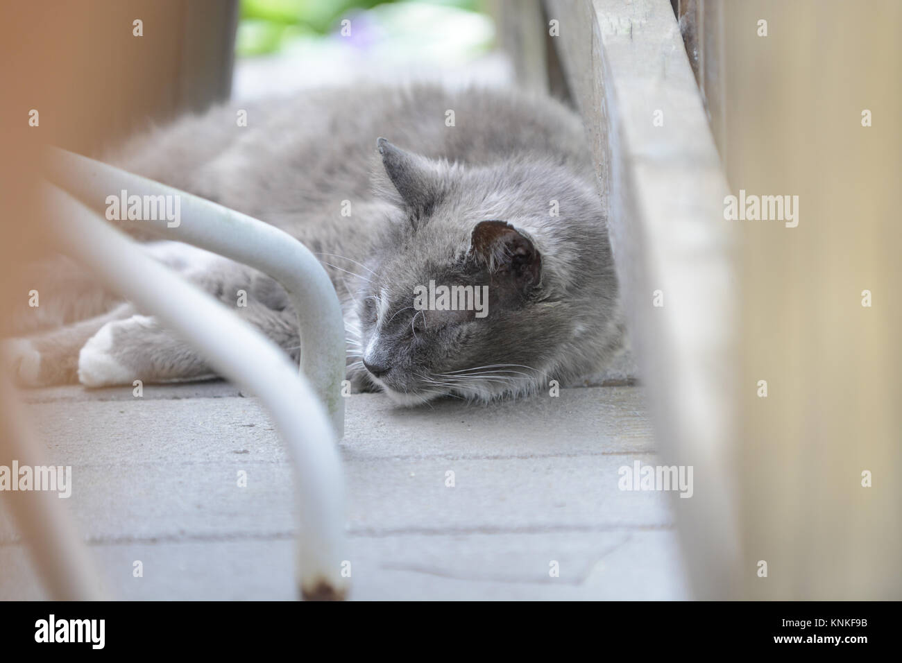 Gray cat named Max laying on the deck Stock Photo - Alamy