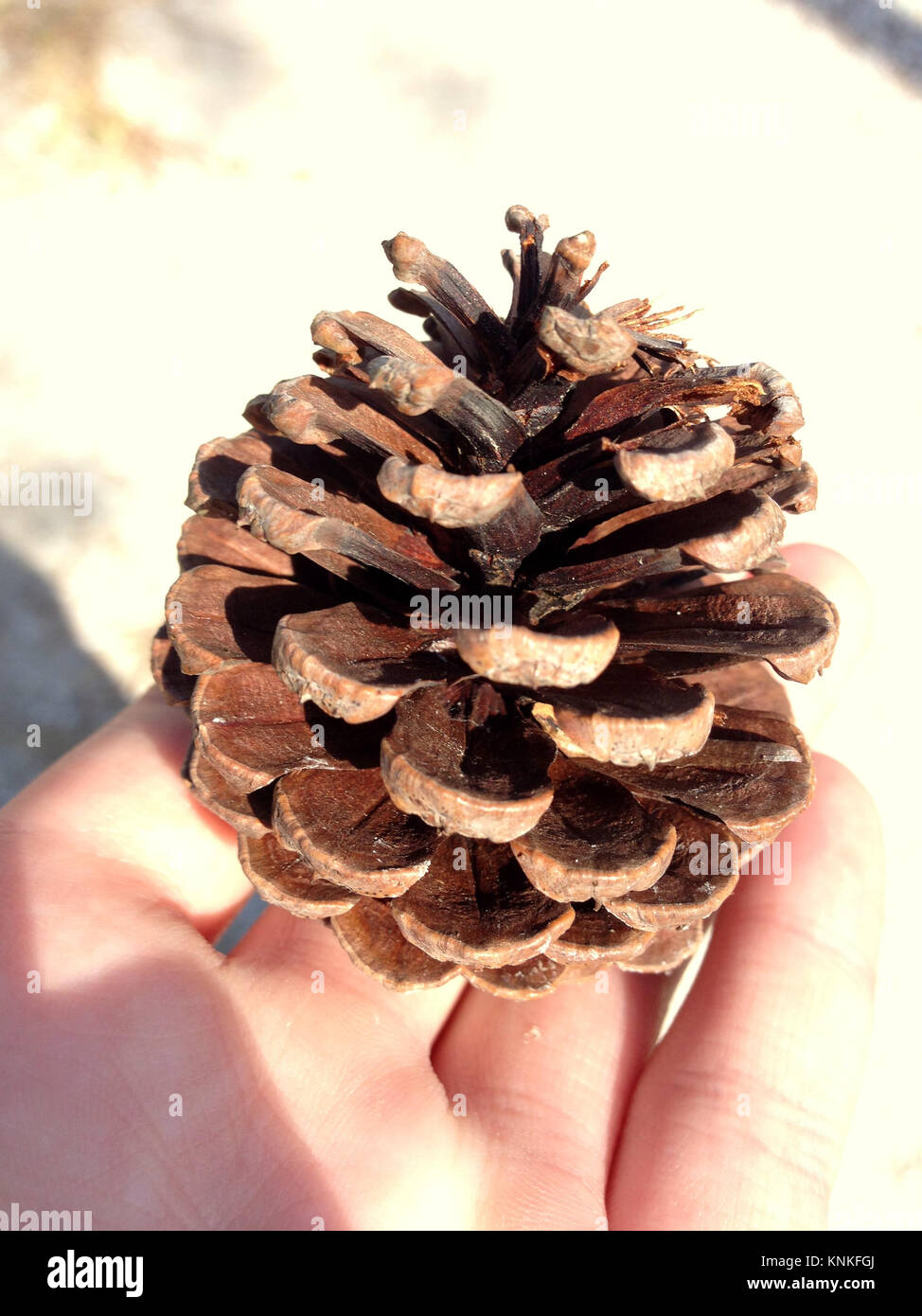 Pinecone hi-res stock photography and images - Alamy