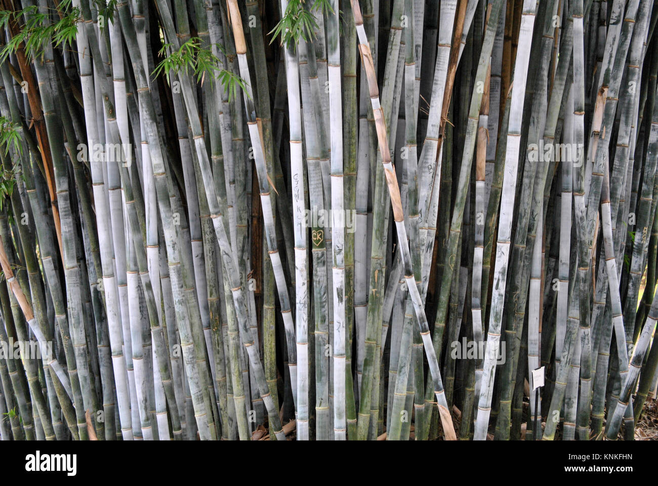 Bamboo stalks hi-res stock photography and images - Alamy