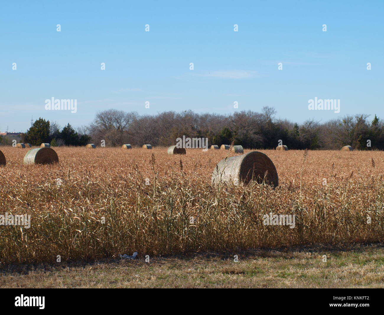 Christmas Decorations: Hay Field across from 2015 Day after Christmas ...