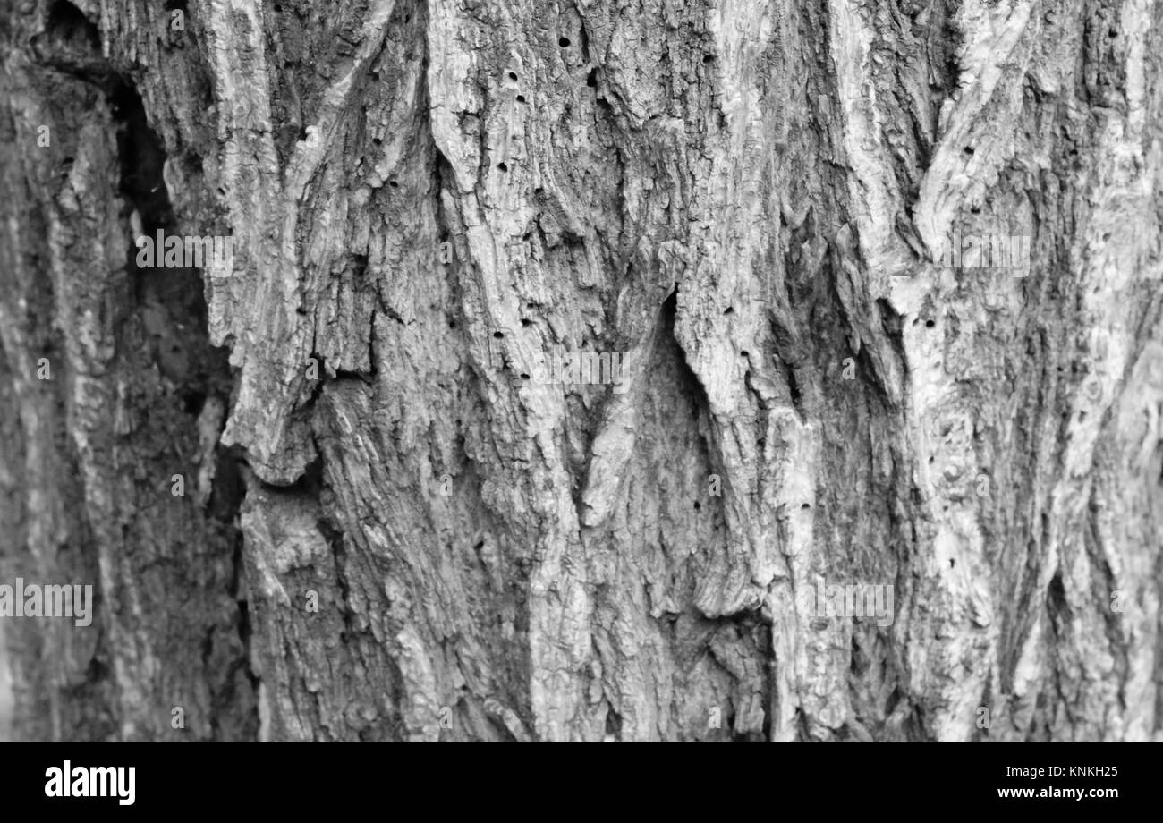 Wood texture Black and White Stock Photos & Images - Alamy