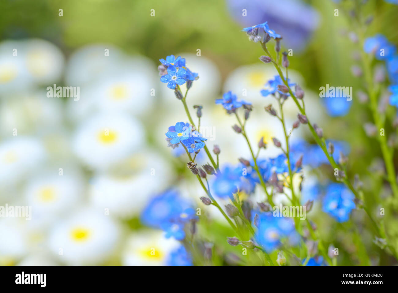 Daisies forget me not flowers hi-res stock photography and images - Alamy
