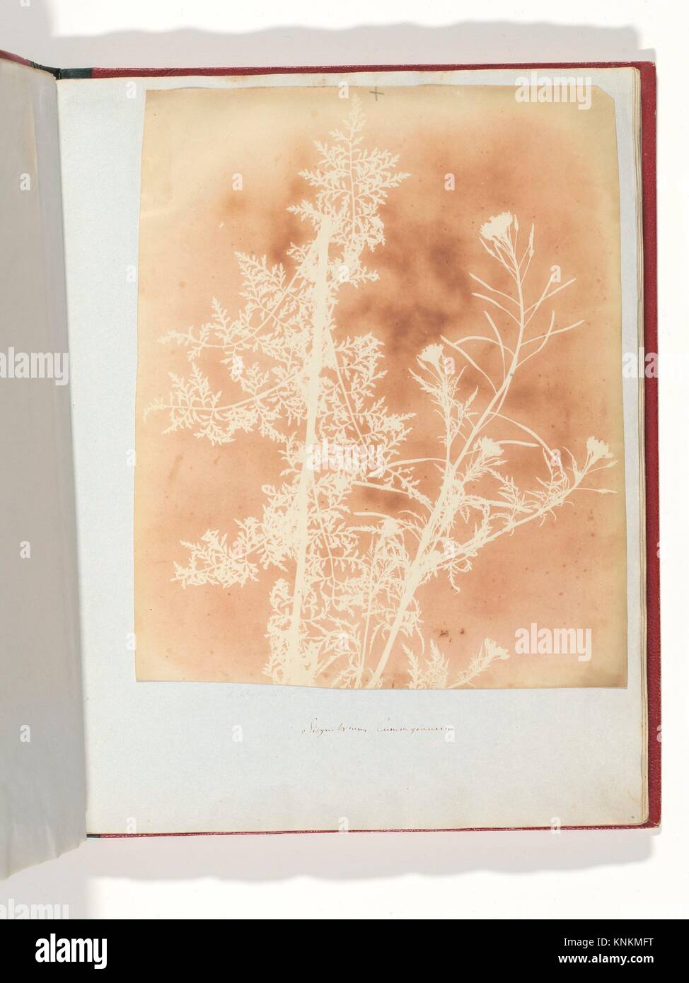 Sisymbrium Cumingianum. Artist: William Henry Fox Talbot (British ...
