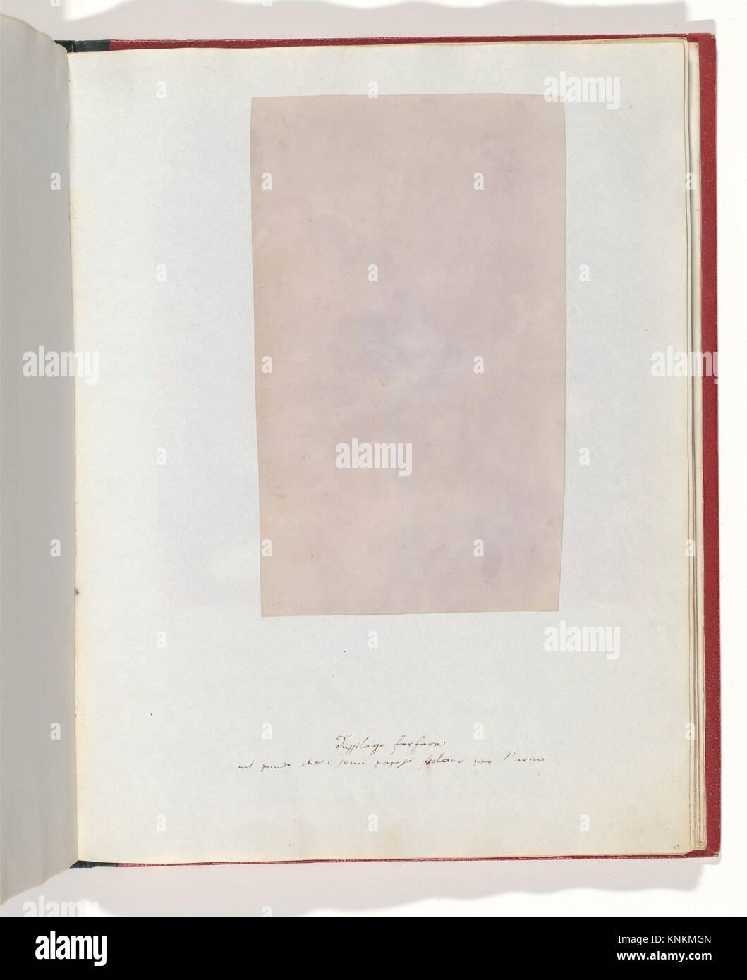 Tussilago Farfara. Artist: William Henry Fox Talbot (British, Dorset ...