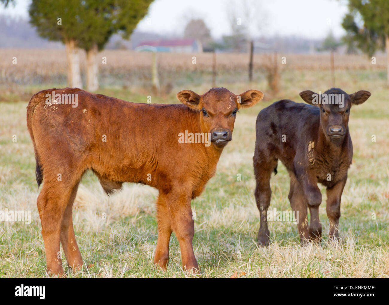 Pair of young calves in a pasture Stock Photo - Alamy