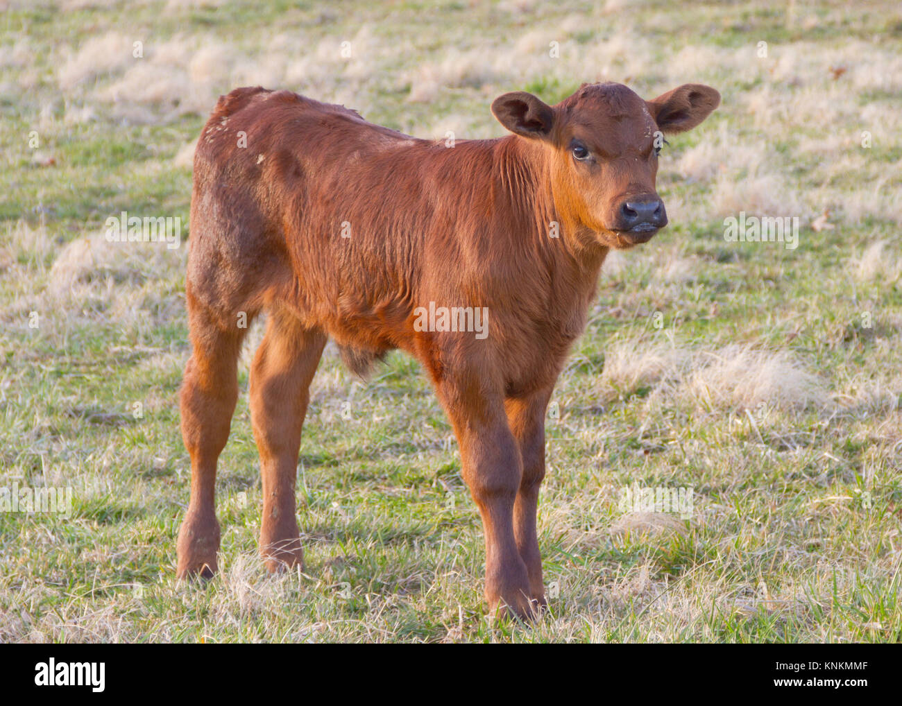 Calf in a pasture hi-res stock photography and images - Alamy