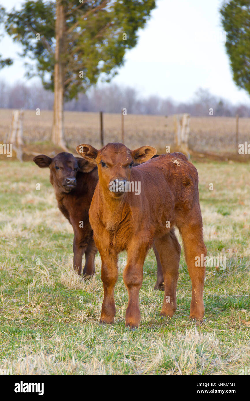 Calves hoof hi-res stock photography and images - Alamy