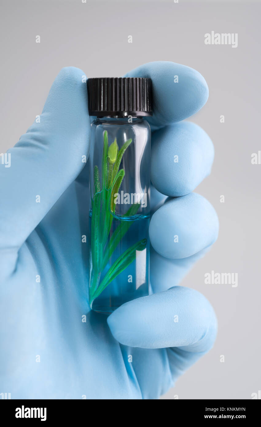 Plant specimen in gloved hand on neutral background, clopseup Stock ...