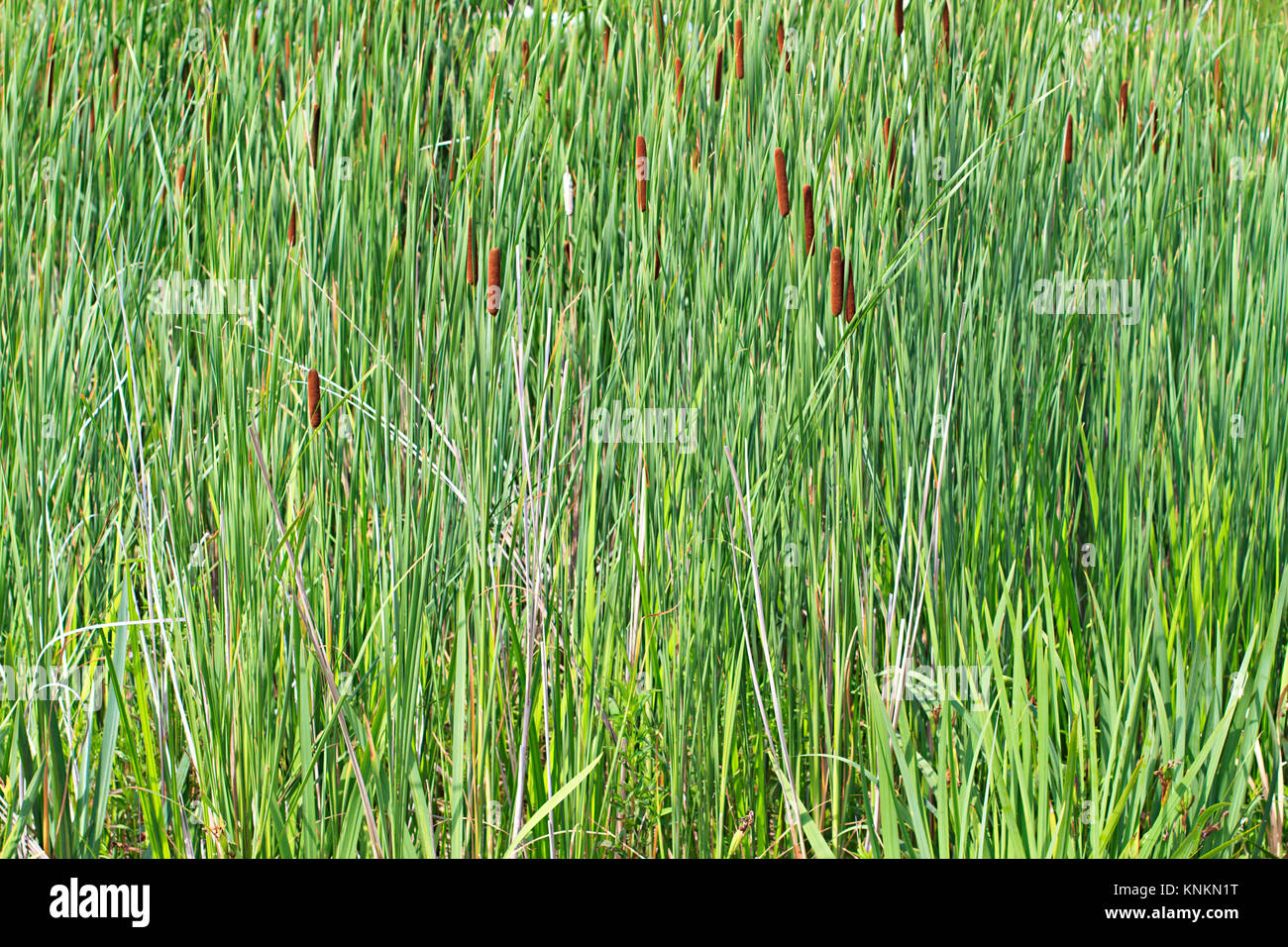 Tall grass and reeds nature background Stock Photo - Alamy
