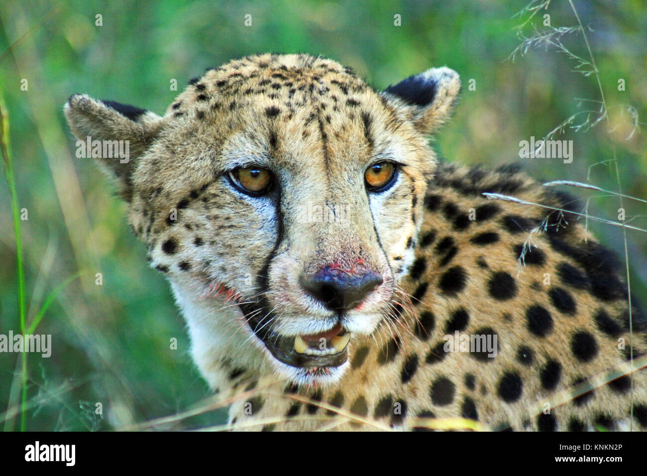 A male cheetah with a small amount of blood on its nose after eating a ...
