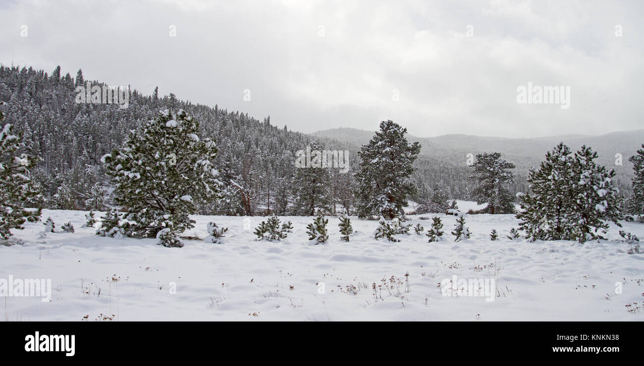 Beautiful winter landscape with pine trees in the Rocky Mountains Stock ...