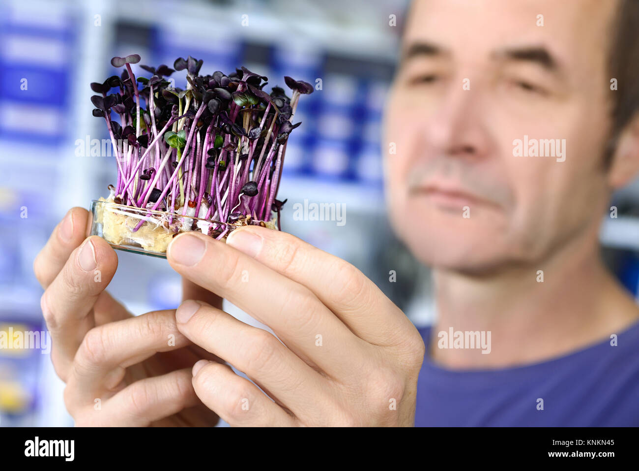 Quality control. Senior scientist or tech testing cress sprouts under ...