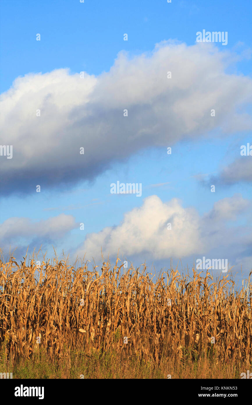 Corn field with blue sky and clouds in the background Stock Photo - Alamy