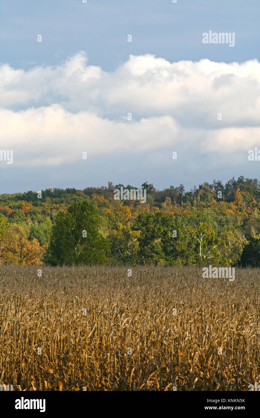 A corn field beneath blue sky and clouds in autumn (Kentucky, USA Stock ...