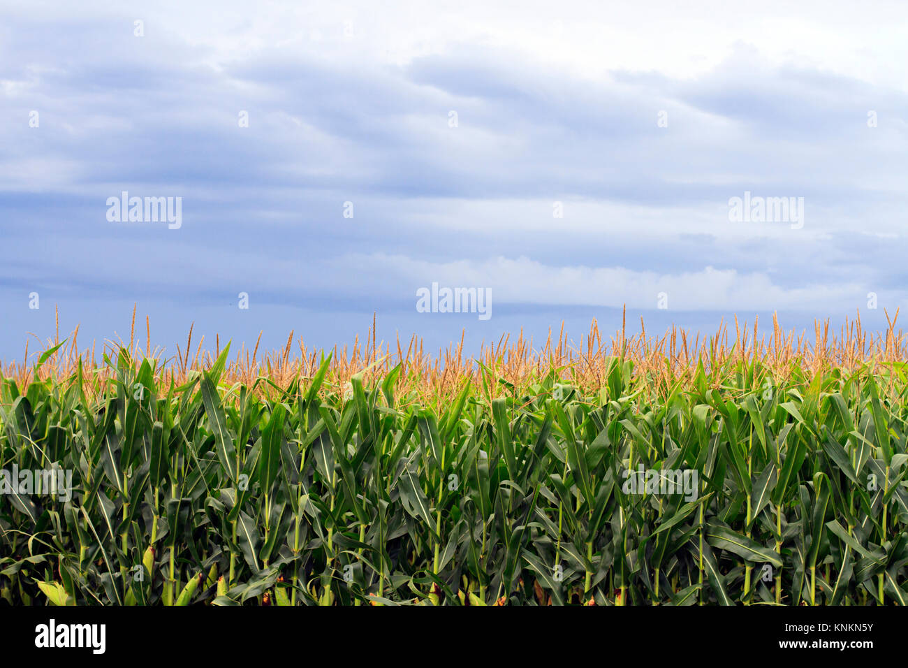 Corn field iowa hi-res stock photography and images - Alamy