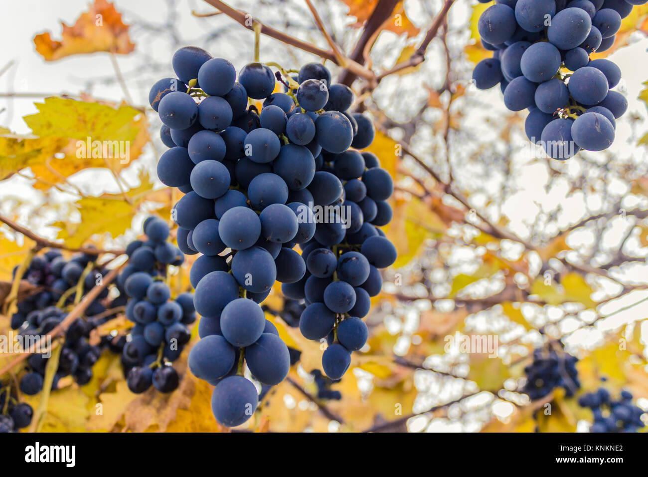 What delicious grapes ripped off at the end of November from the arch ...