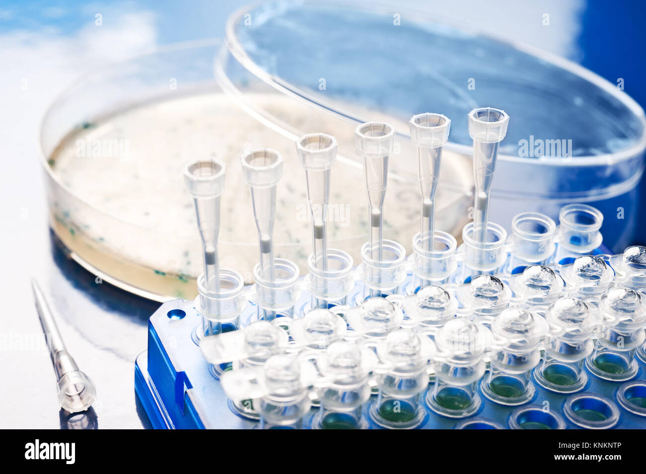 Bacterial colony picking for DNA cloning Stock Photo - Alamy