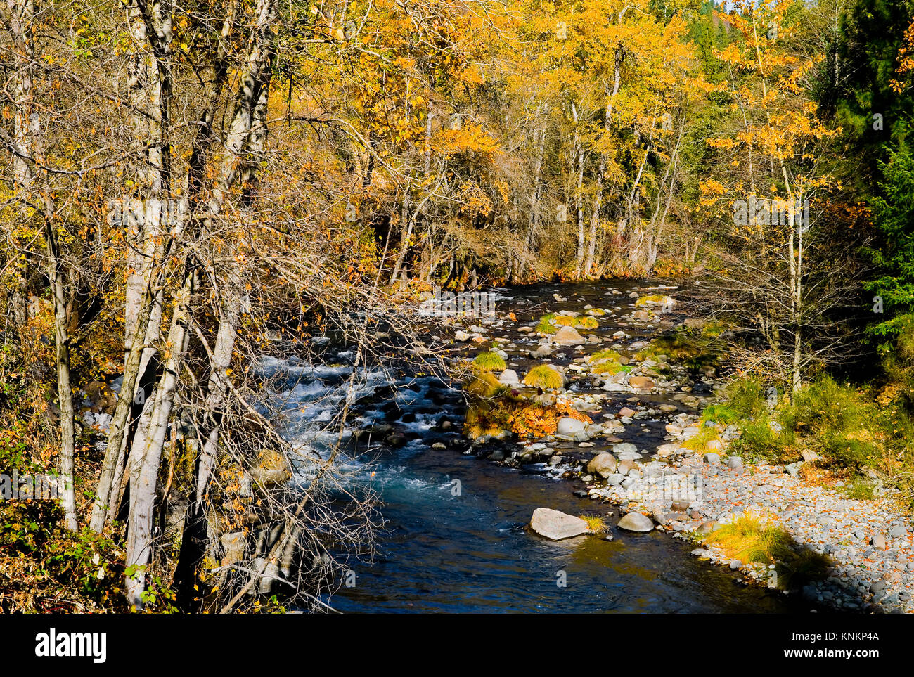 Creek in the forest hi-res stock photography and images - Alamy