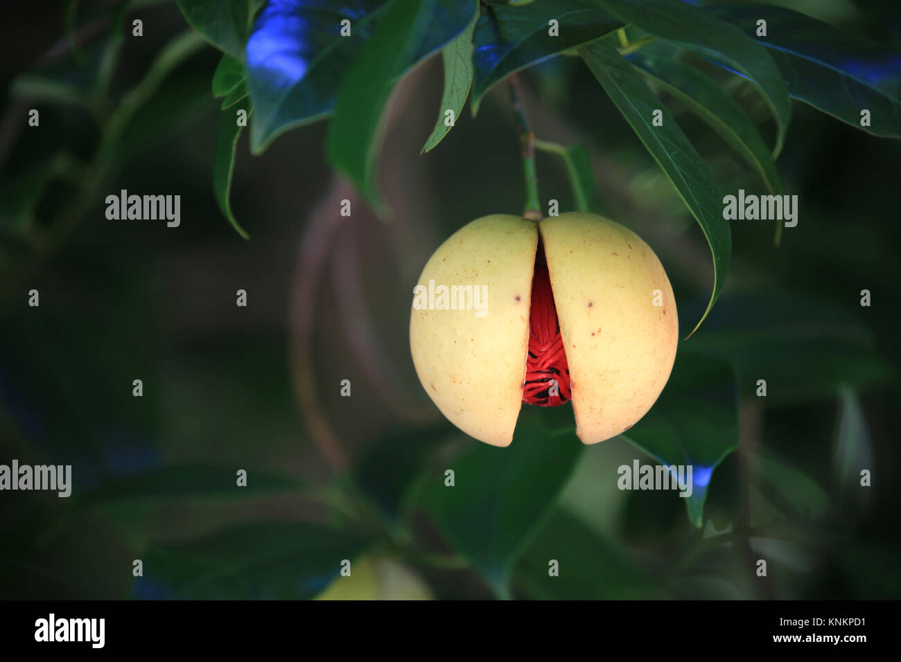 Nutmeg tree hi-res stock photography and images - Alamy