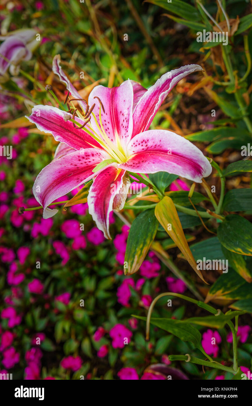 Pink Lilly in garden of public park Stock Photo - Alamy