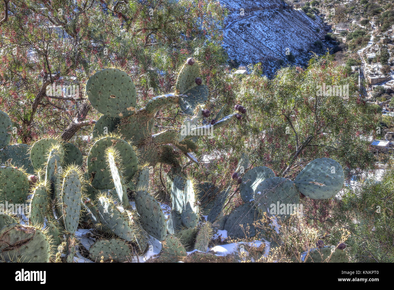 Cactus in Mexico Stock Photo - Alamy