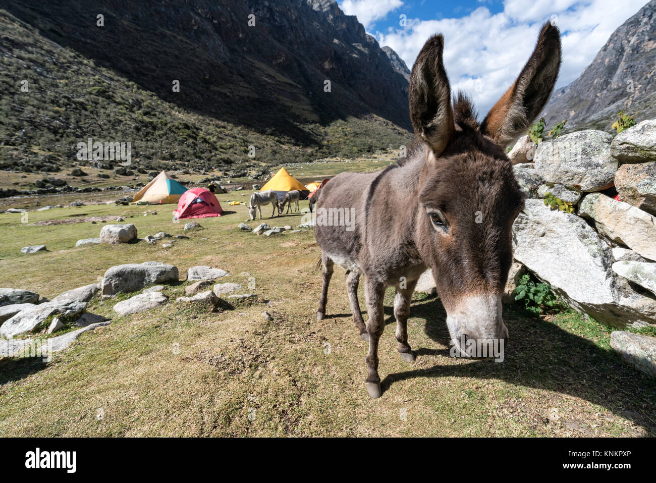 Curiour donkey at Santa Cruz valley, Cordillera Blanca, Peru Stock ...