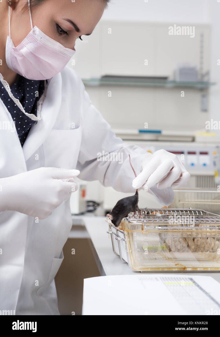 Female scientists handles laboratory mouse, focus on the eyes Stock ...