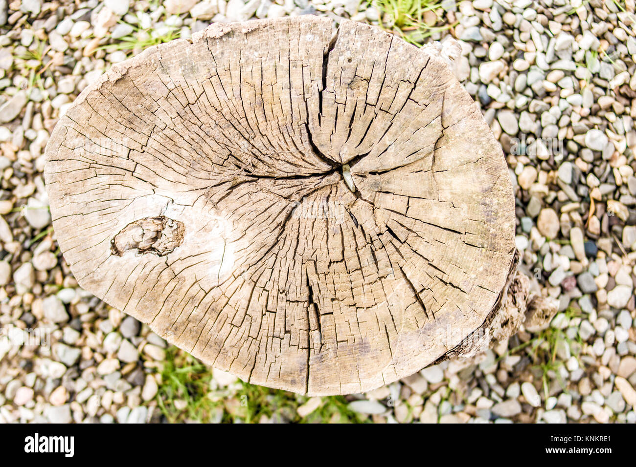 Cross section of tree trunk showing growth rings on gravel stones Stock ...