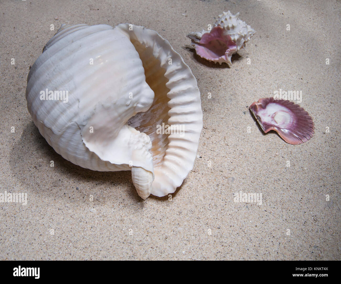 sea shell on the sand Stock Photo - Alamy