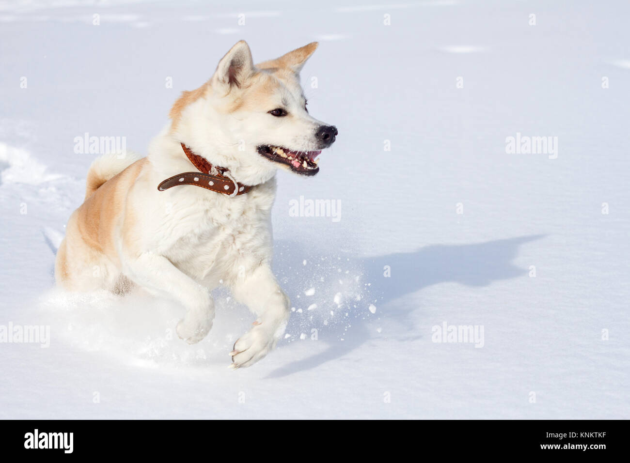 A beautiful amusing Japanese Akita Inu in a leather collar runs in ...