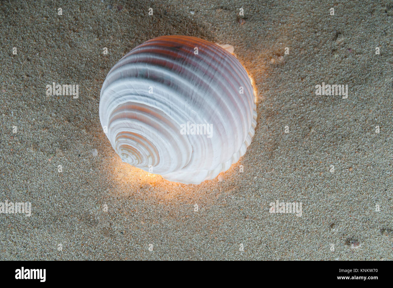 sea shell on the sand Stock Photo - Alamy