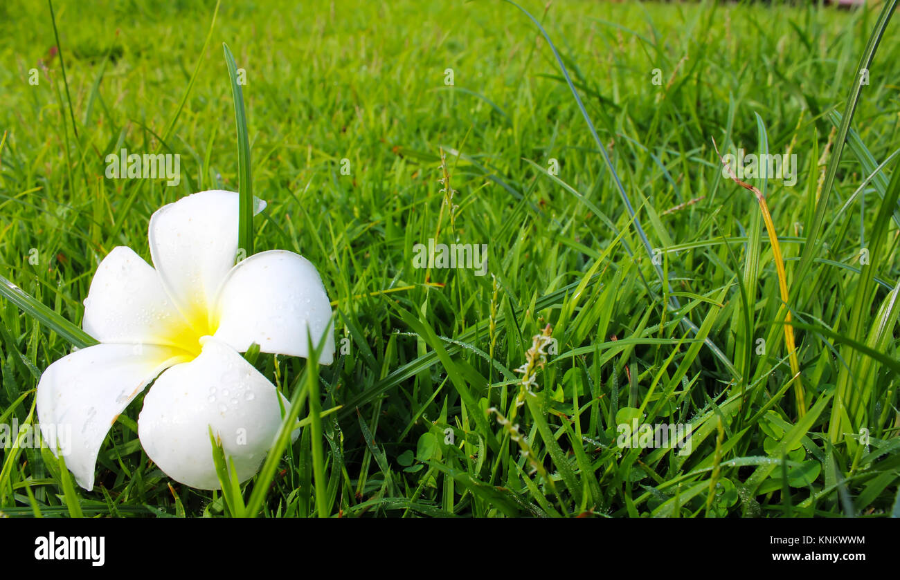 flower on gress carpet Stock Photo - Alamy