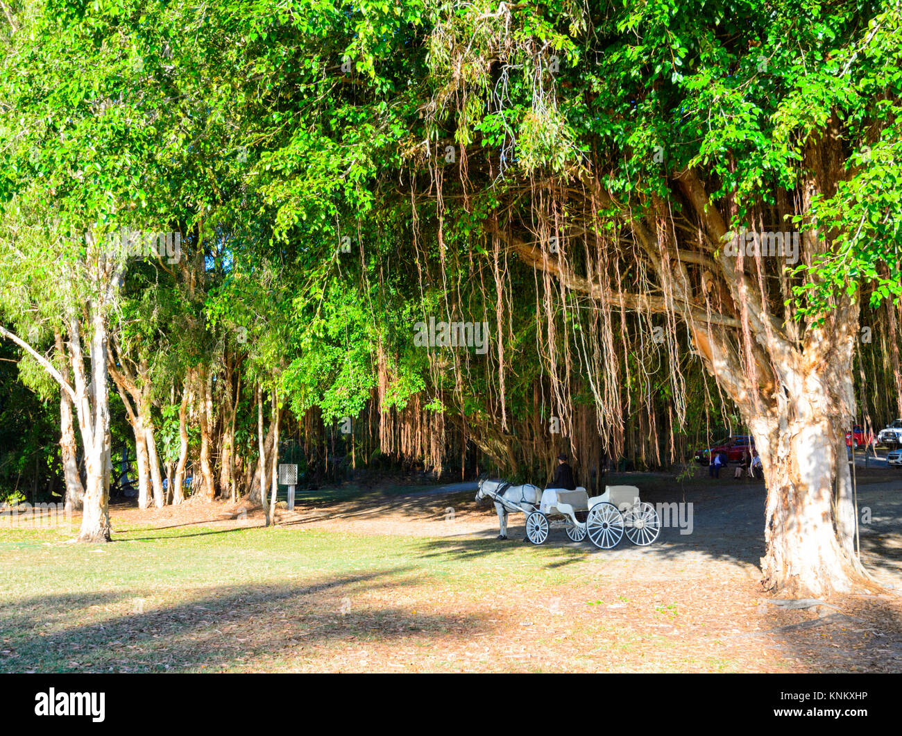 Magnificent giant fig tree with a horsedrawn carriage underneath at Rex ...