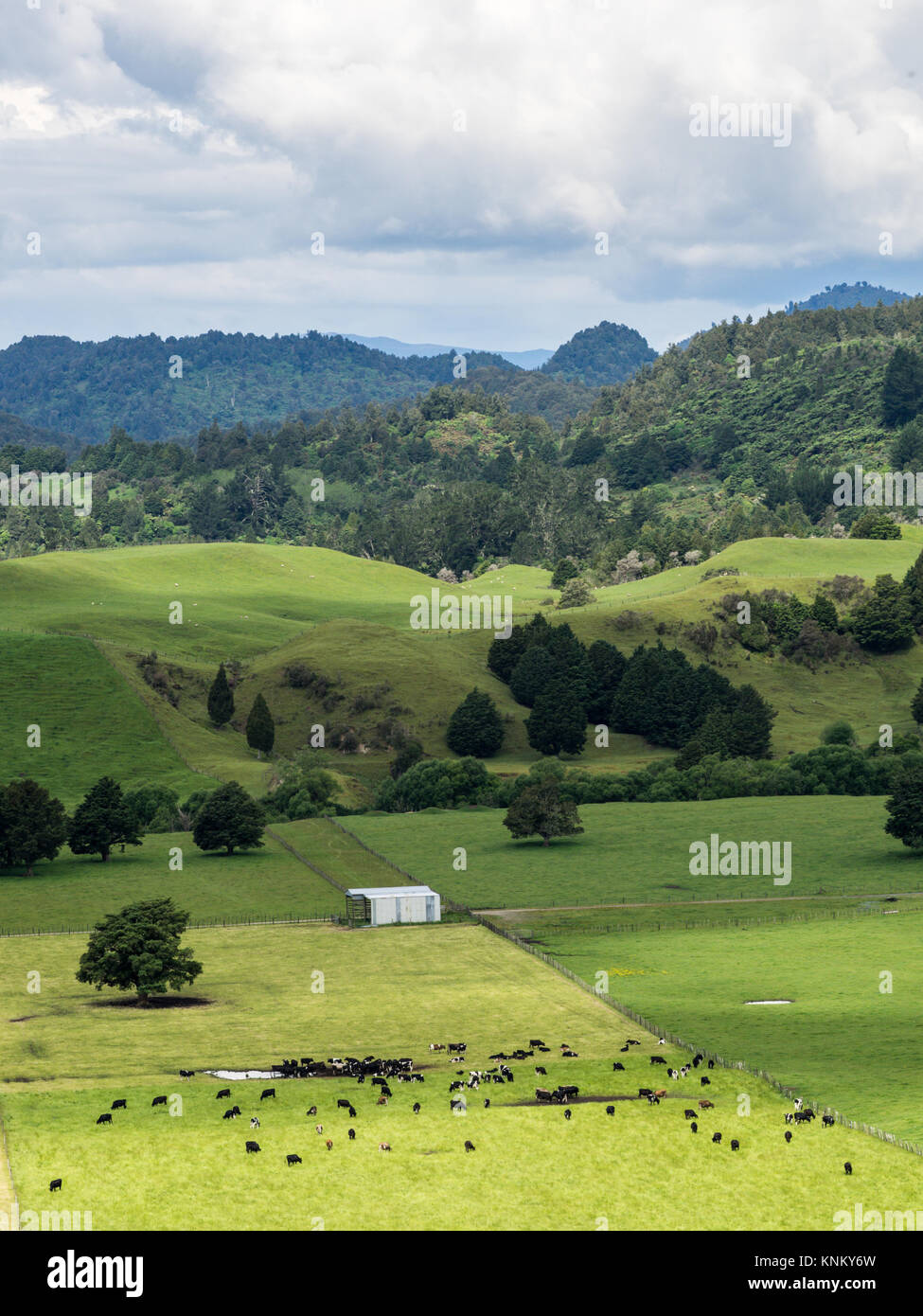 Taurewa hi-res stock photography and images - Alamy