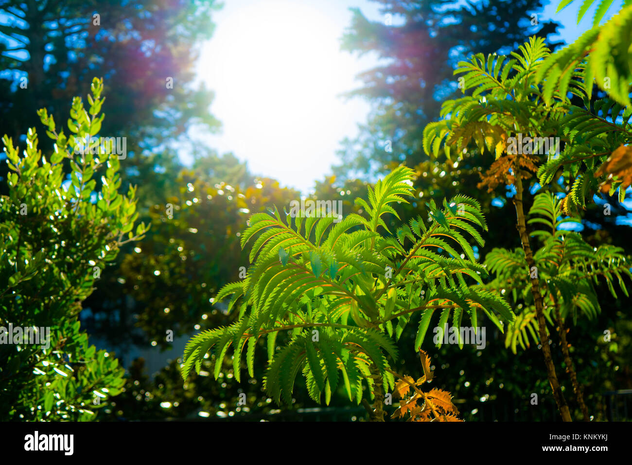 Sunshine in forest Stock Photo - Alamy