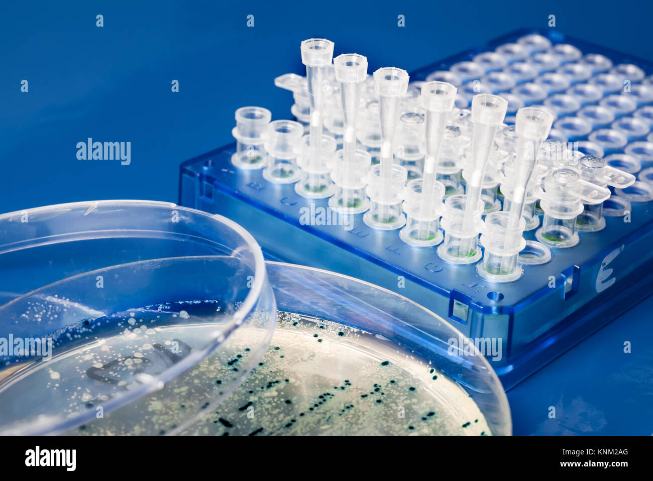 Collection of bacterial colonies from agar plate for vector cloning ...