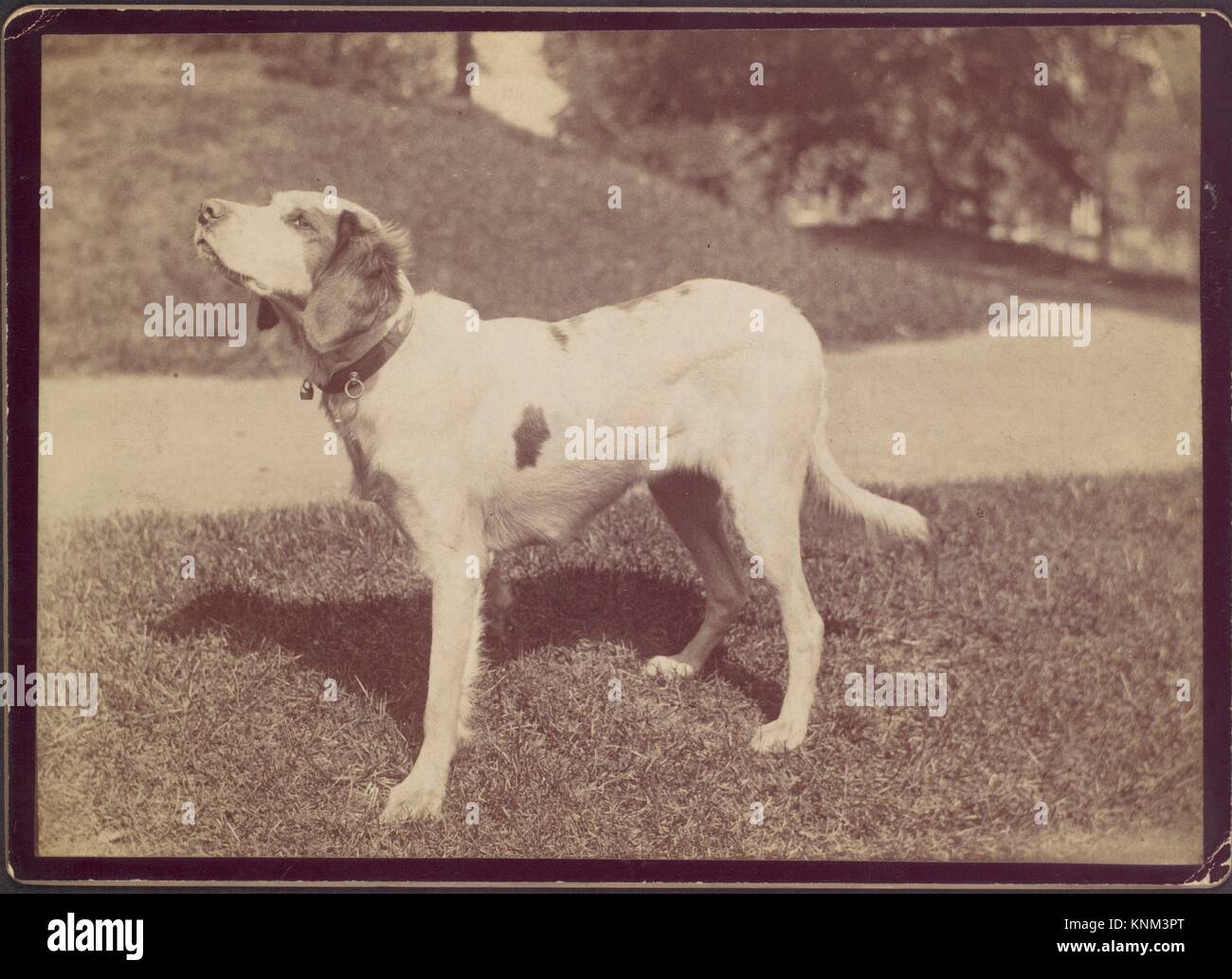 [Dog]. Artist: Unknown (American); Date: 1880s-90s; Medium: Albumen ...