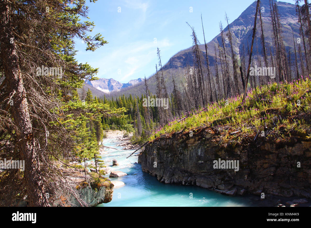 Remnants of the 2003 forest fire can been seen at Marble Canyon in ...