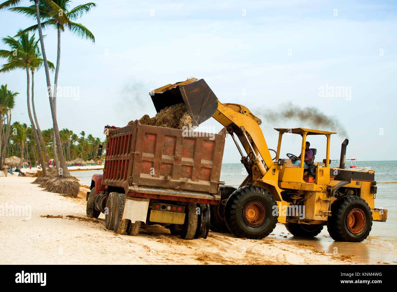 Cleaning the beach from algae with a tractor and dumper Stock Photo - Alamy