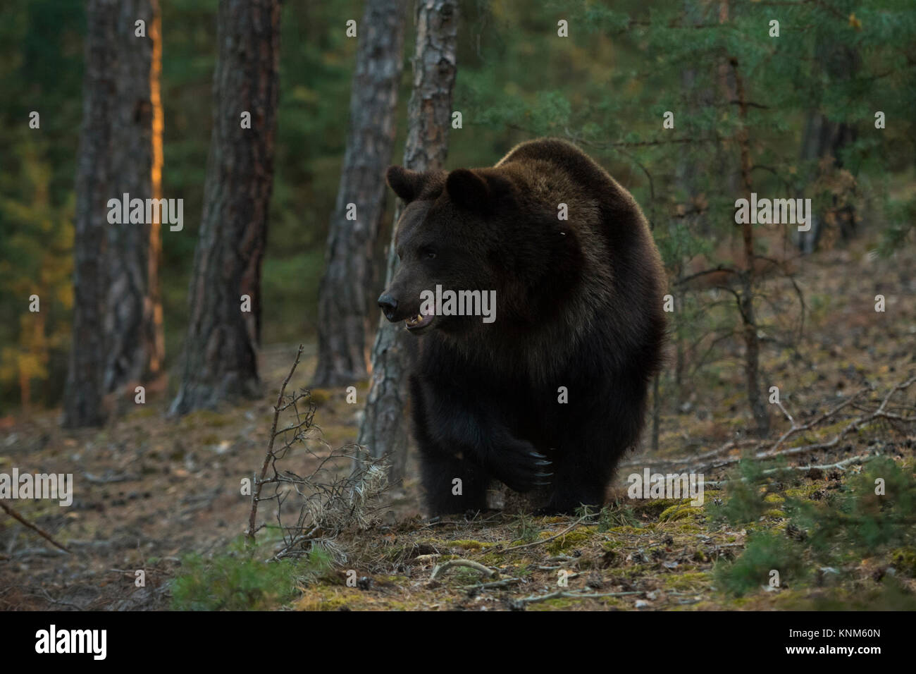 European Brown Bear / Braunbaer ( Ursus arctos ), strong and powerful ...