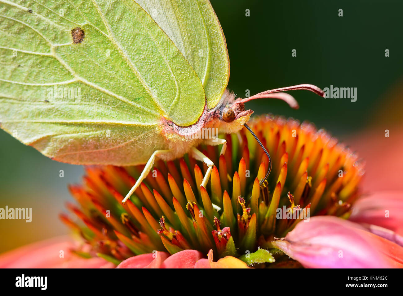 Flying Brimstone Butterfly High Resolution Stock Photography and Images ...