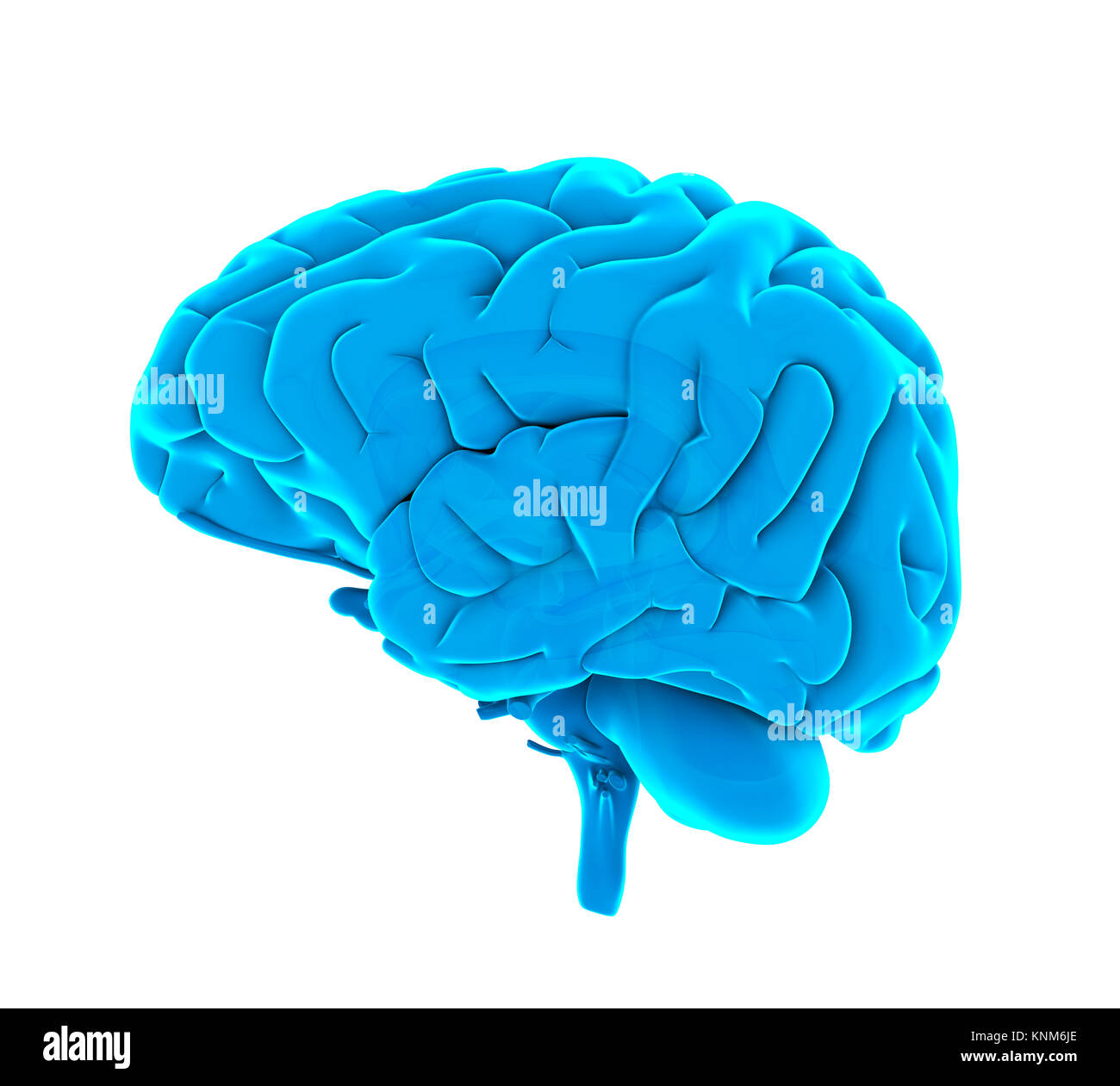 Human Brain Anatomy Isolated Stock Photo - Alamy