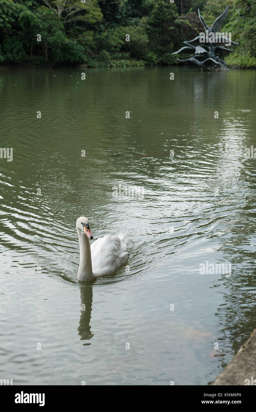 Swan in the Swan Lake of Singapore Botanic Garden Stock Photo - Alamy